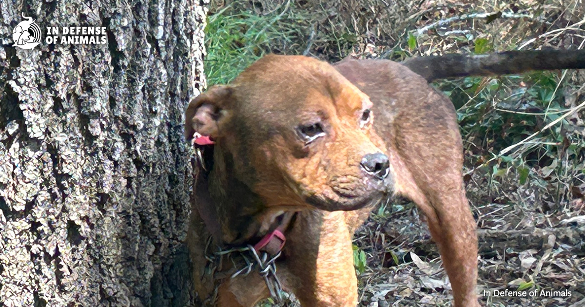 WATCH: Rescuing a Chained, Starved Dog