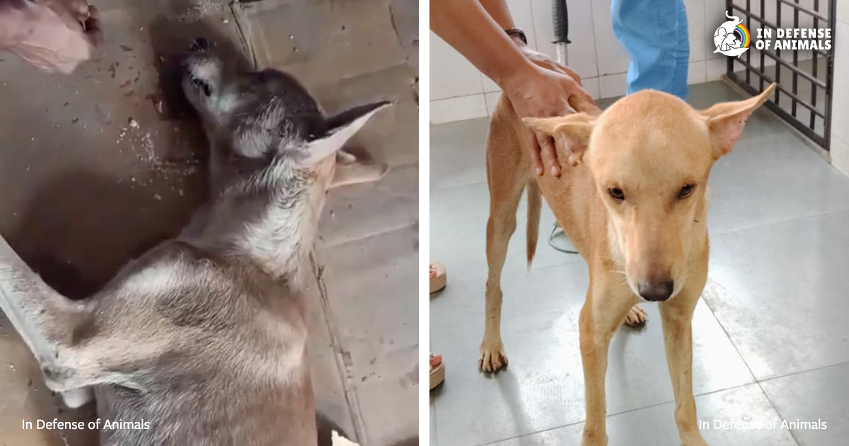 WATCH: Dying Dog Comes Back to Life Thanks to Life-Saving Care in India