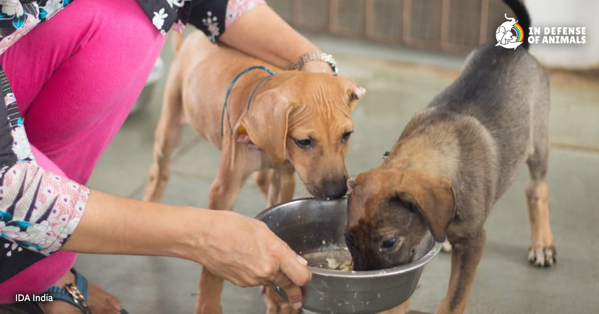 IDA India Celebrates 30 Years of Serving Animals in Need