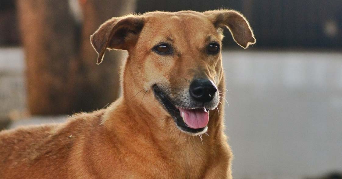 Urgent Renovations in India Completed for Animals Just in Time