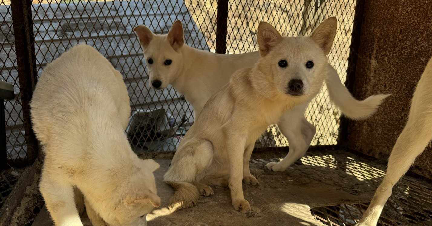 4 Puppies Being Raised for Meat in South Korea Are Safe Now