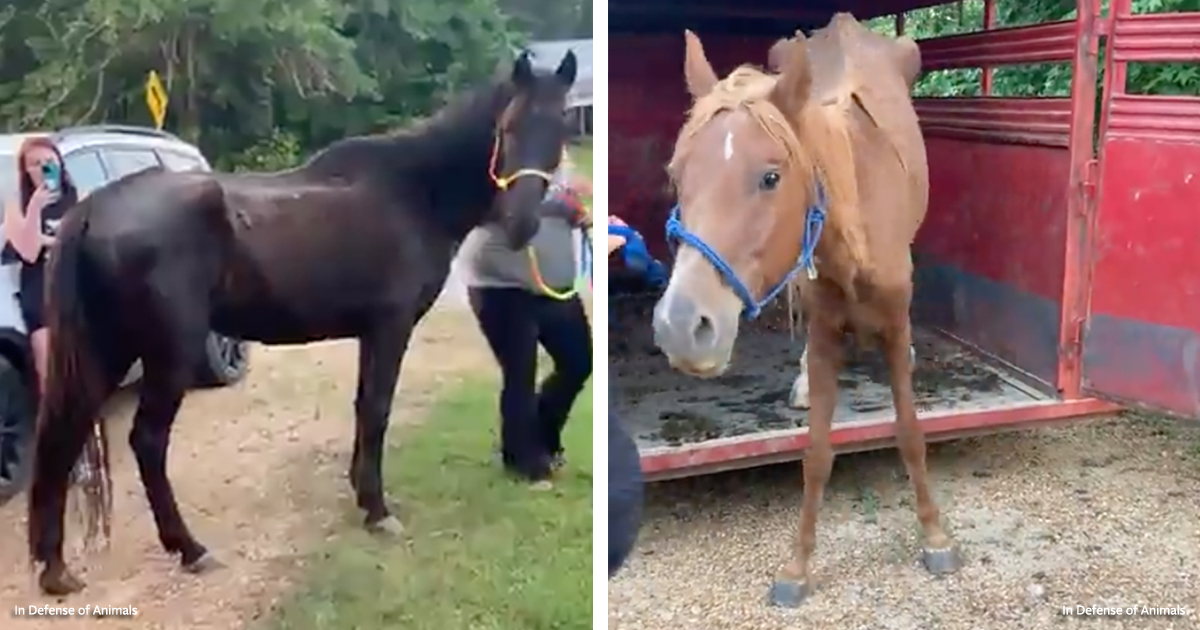 MEDIA RELEASE: Justice Served for Inexcusably Neglected Horses